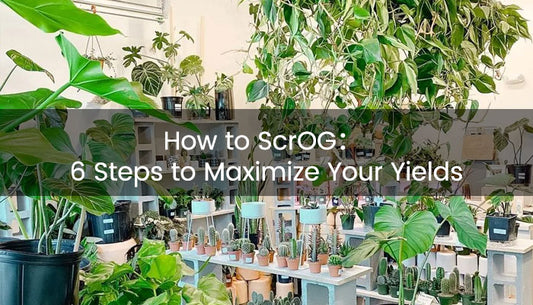 How to ScrOG: 6 Steps to Maximize Your Yields – Medicgrow