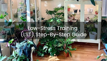 Low-Stress Training (LST) Step-By-Step Guide – Medicgrow