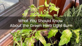 Green Herb Light Burn & Light Bleaching: How to Treat Them? – Medicgrow
