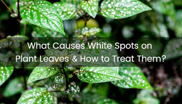 White Spots on Plant Leaves: What Are the Causes & Treatments – Medicgrow