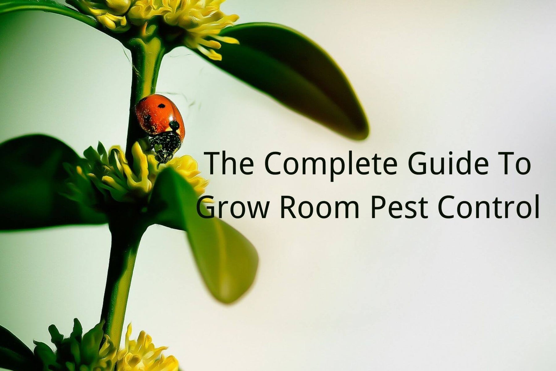 All You Should Know About Grow Room Pest Control – Medicgrow