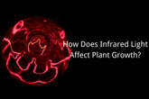 The Importance of Infrared Light on Plant Growth – Medicgrow