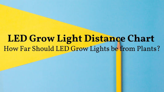How Far Should LED Grow Lights Be from Plants? (2024 version) – Medicgrow