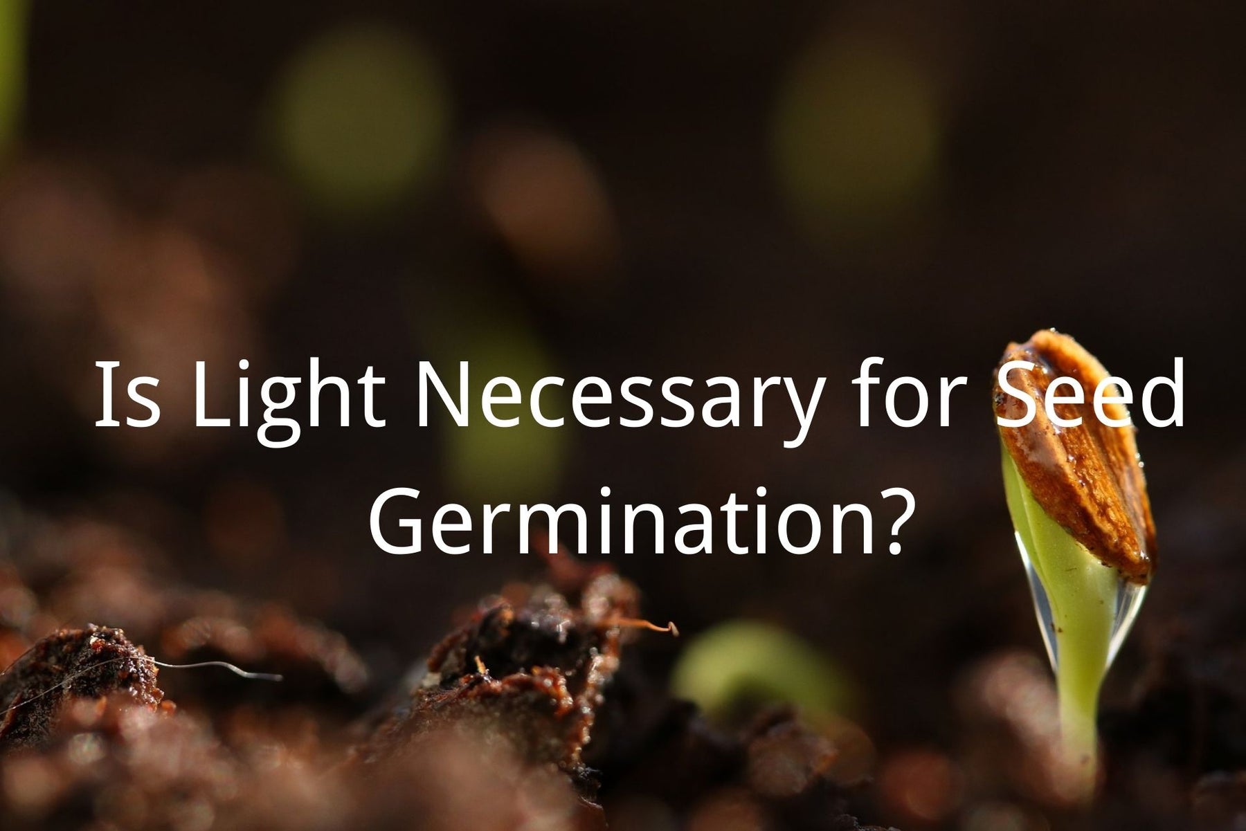 Understand The Importance of Light For Seed Germination – Medicgrow