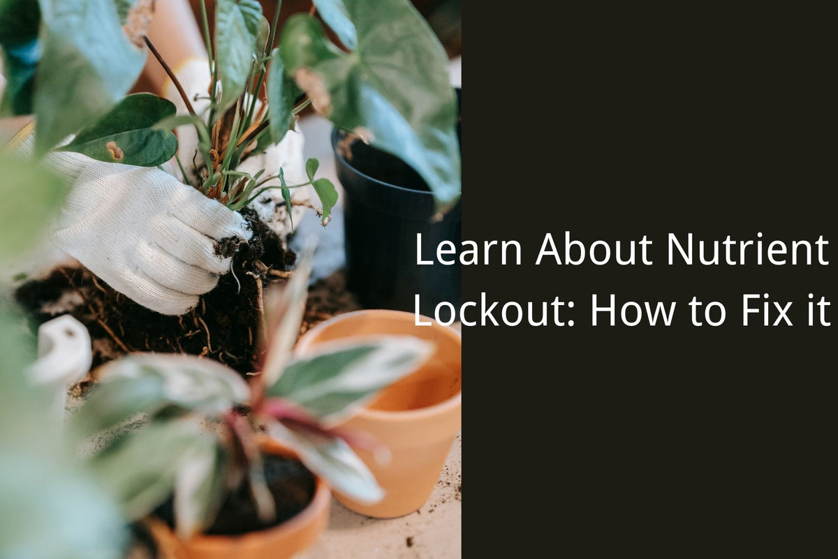 How to Fix Nutrient Lockout? – Medicgrow