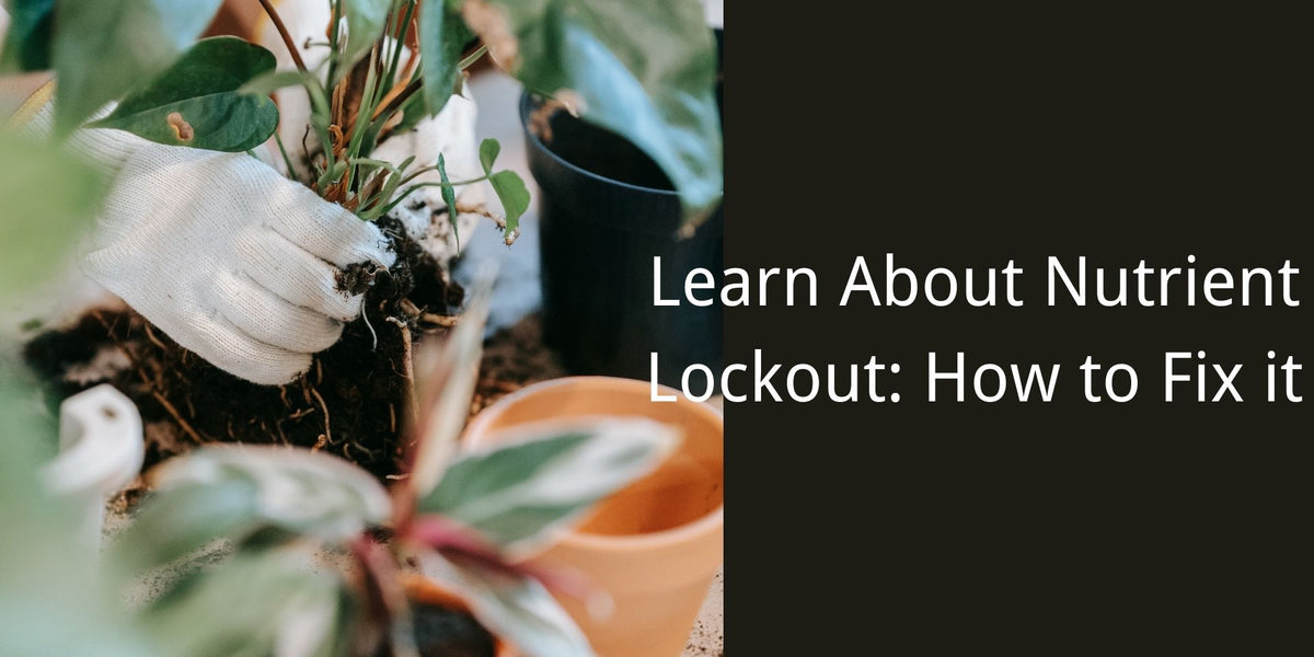 How to Fix Nutrient Lockout?