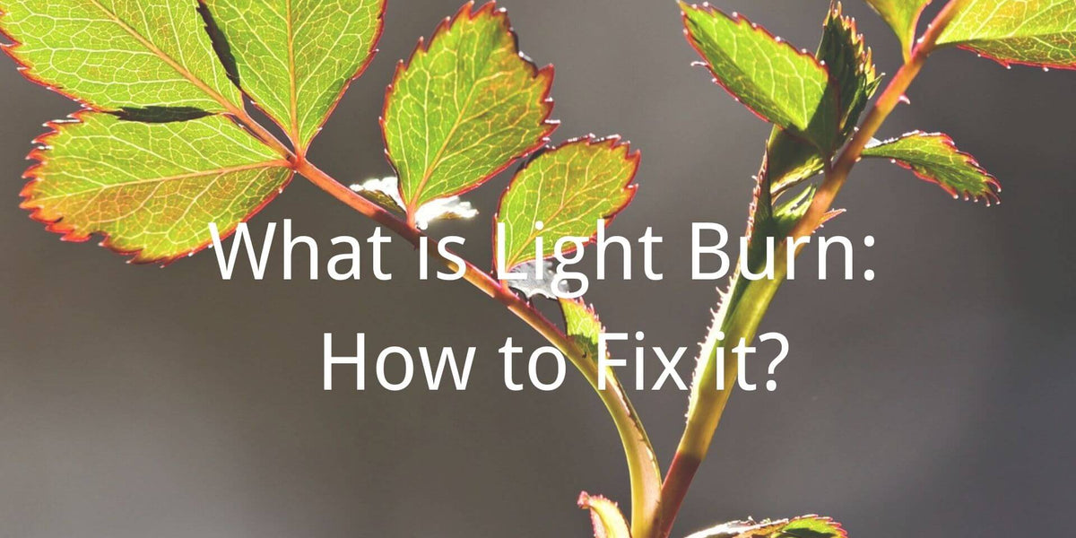 How to Detect Light Burn and Solve the Problem Permanently | Medicgrow